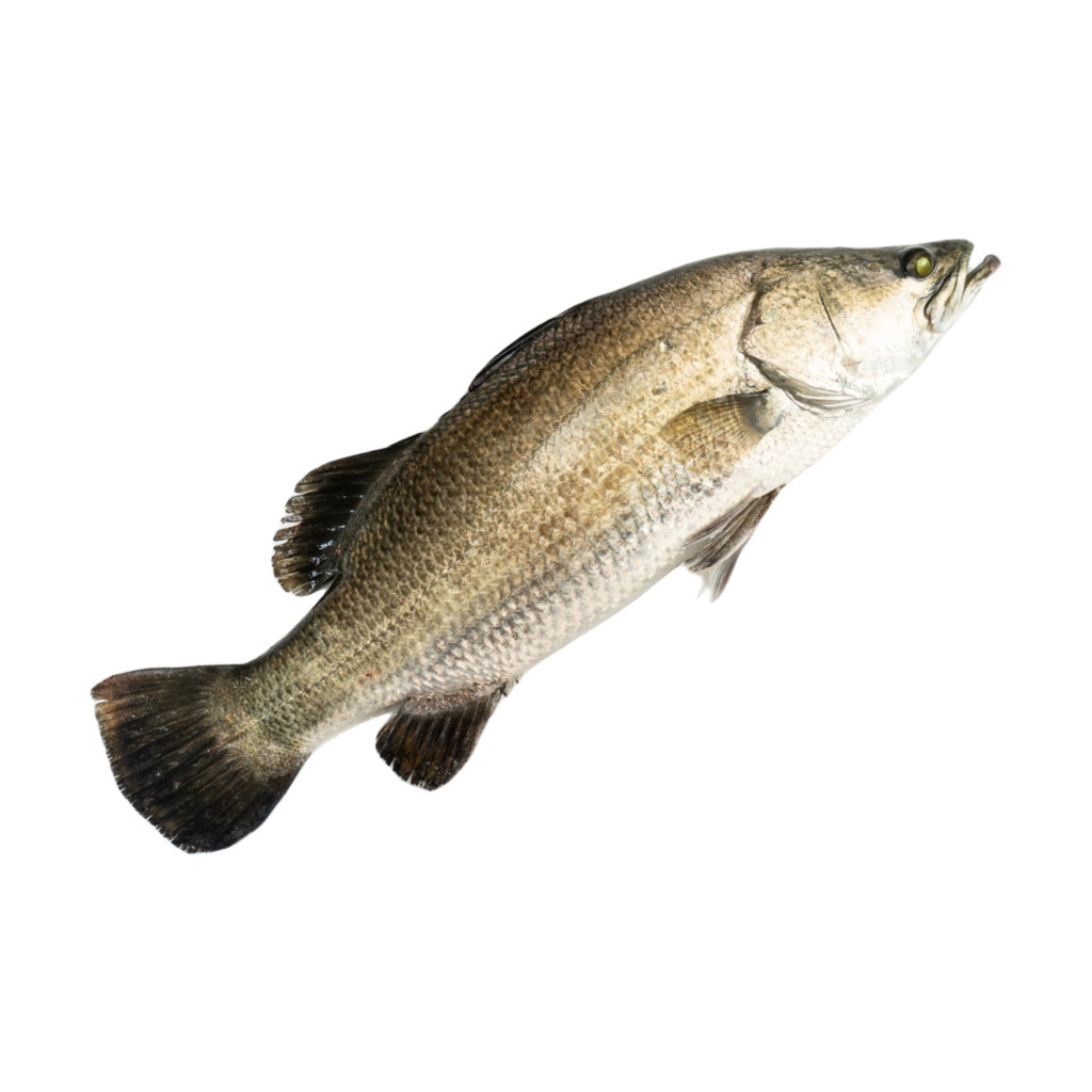 Siakap Whole Fish 石甲全鱼 | Shopee Malaysia