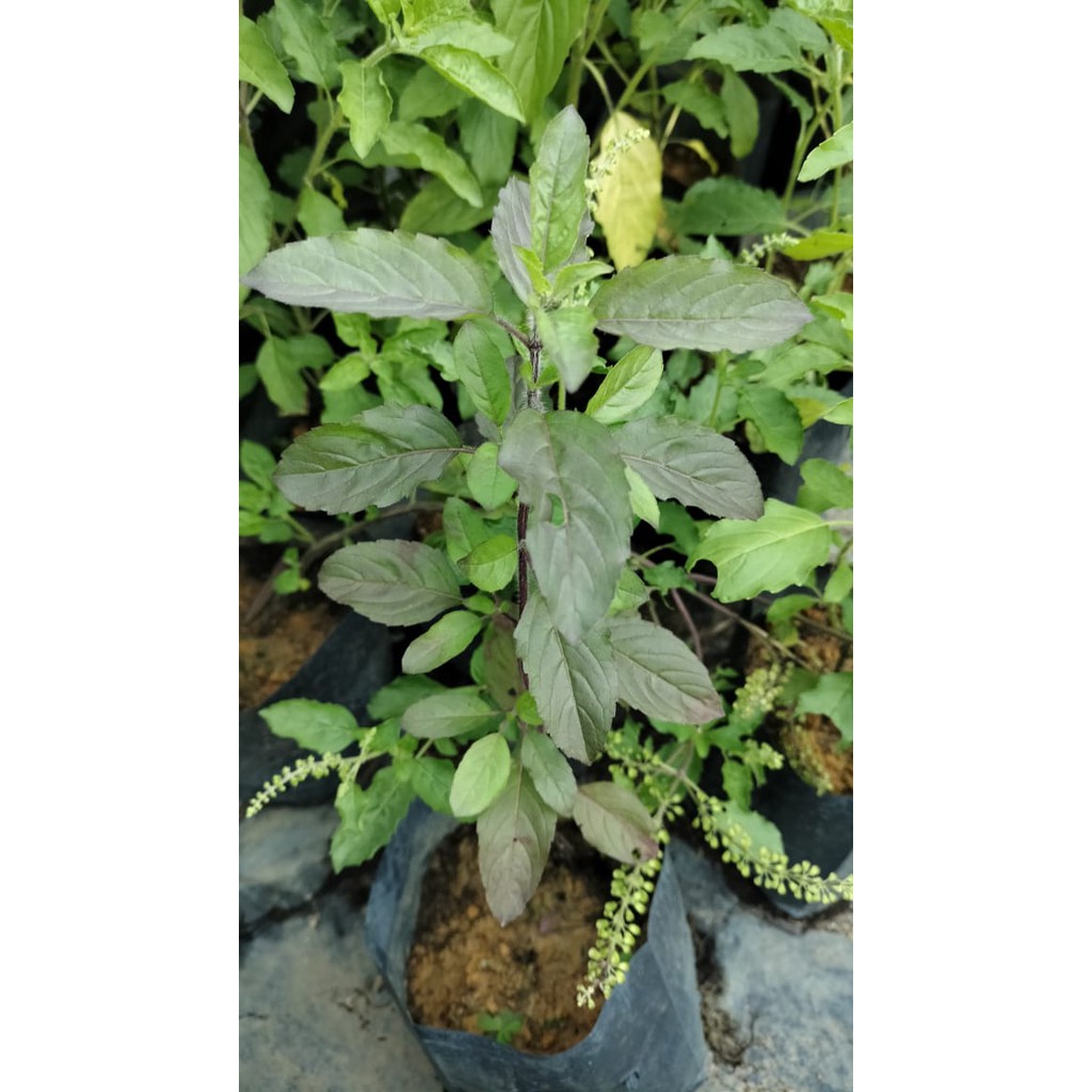 Holy Basil Ocimum Sanctum Tulsi / tulsi hitam ( Pokok Herba ) by AL ...