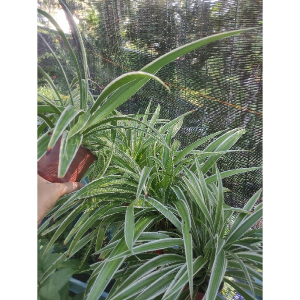 pokok bunga Spider Plant. pokok hiasan indoor. | Shopee Malaysia