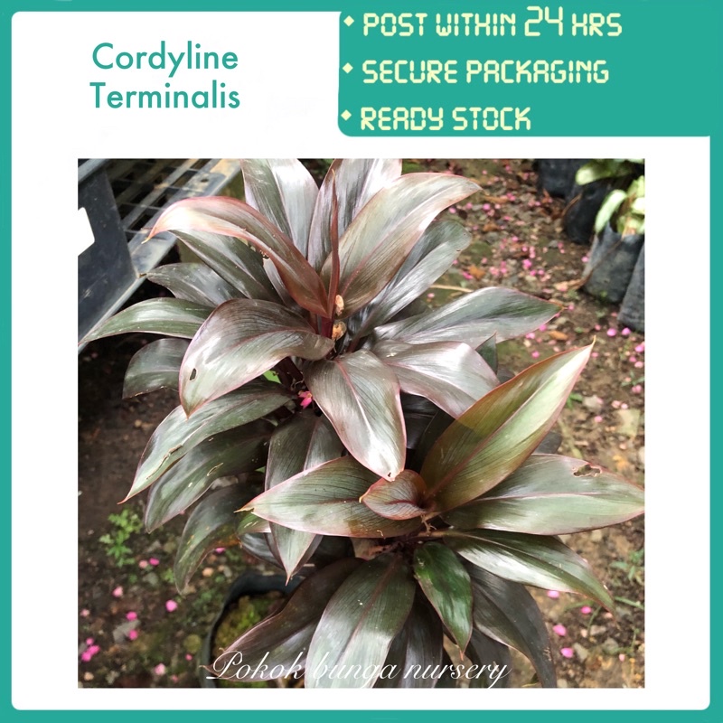 PBN - cordyline terminalis - pokok bunga nursery jenjuang tanaman hias ...