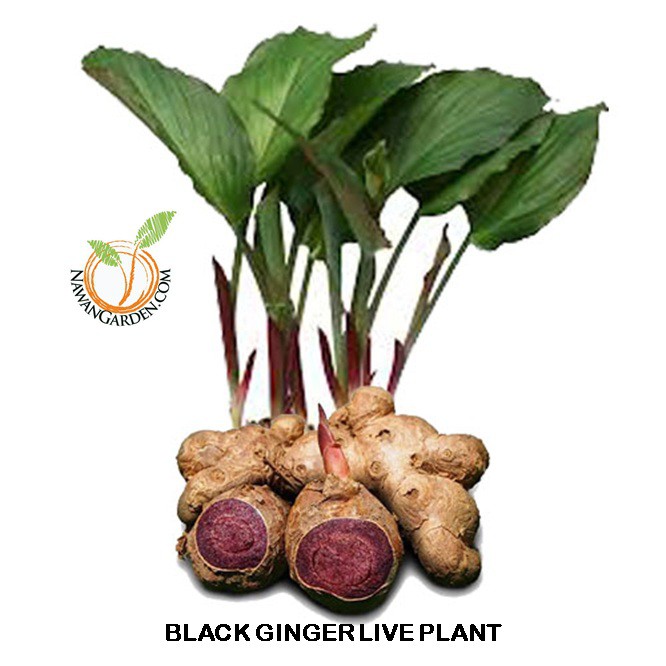 [FREE TANAH MEDIA BIOCHAR] Black Ginger (Kaempferia parviflora) Live Plant/ Pokok Kunyit Hitam ...