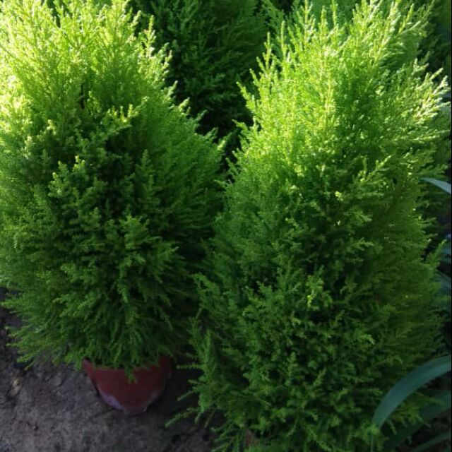 Pokok rhu( pos spti dlm pic) | Shopee Malaysia