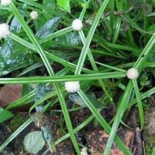 AIR DAUN PENDUL/RUMPUT HELIKOPTER UTK DEMAM/PARVO/SELSEMA - 35ML 100mL ...