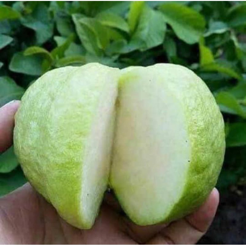 POKOK JAMBU BATU SEEDLESS ( TIADA BIJI) | Shopee Malaysia