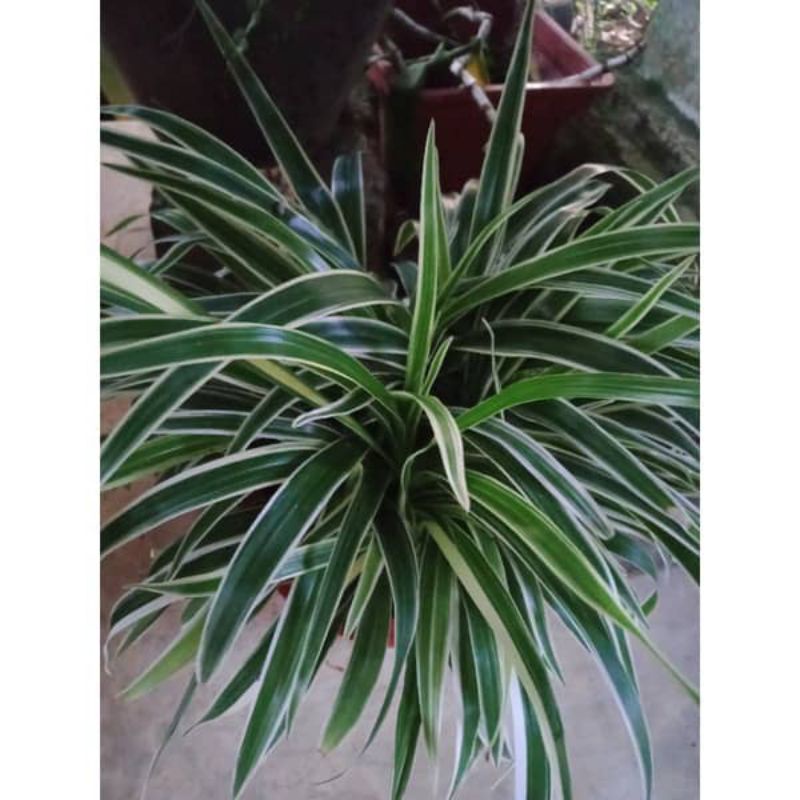 pokok labah labah | anak pokok labah labah | Shopee Malaysia