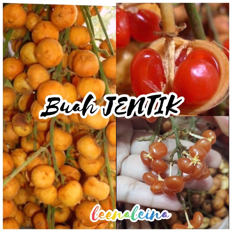 BUAH JENTIK 1 KILO DARI HUTAN ( Beli 2KG FREE 250 gram) | Shopee Malaysia