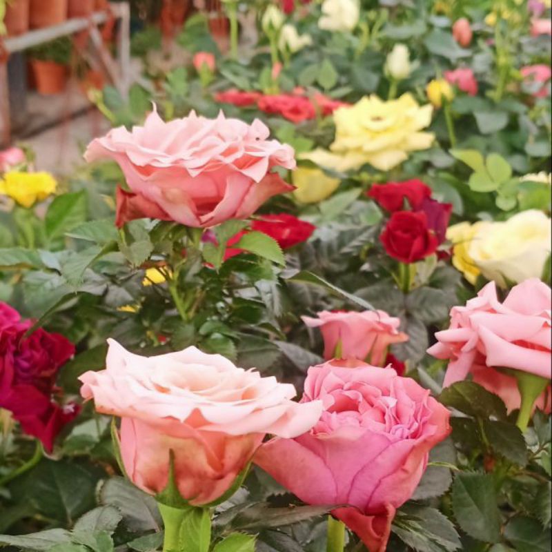 bunga ros / pokok bunga ros / pokok bunga rose / bunga rose tanah ...