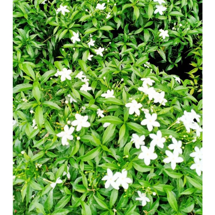 ANAK POKOK BUNGA / Pokok Ervatamia Dwarf Jasmine / Pokok bunga jaleti ...