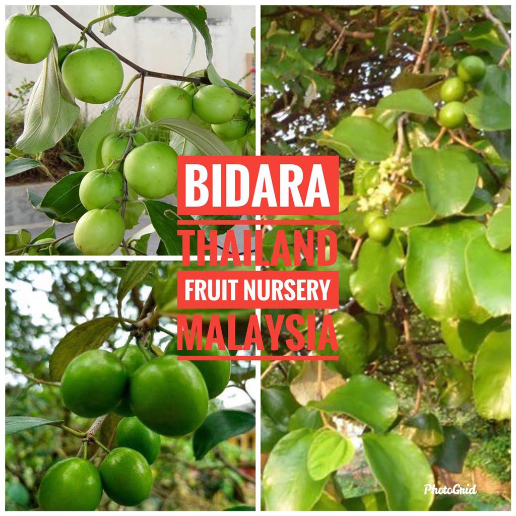Anak pokok bidara apple hybrid-Fruit Nursery Malaysia | Shopee Malaysia