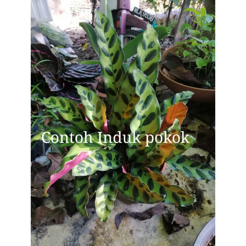 anak pokok calathea / pokok calathea viral | Shopee Malaysia