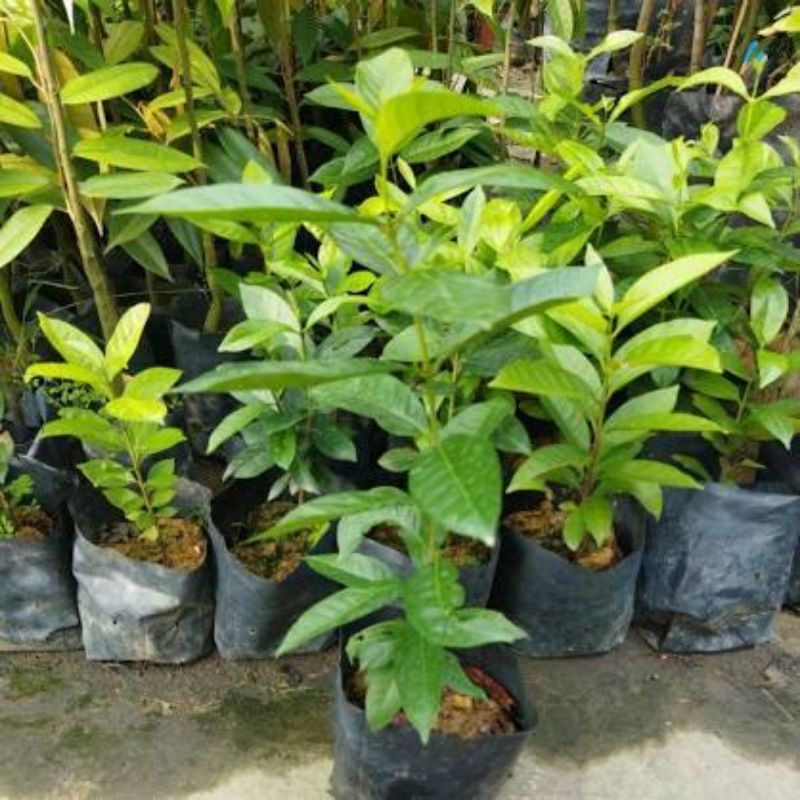 Serai kayu /Pokok Salam | Shopee Malaysia