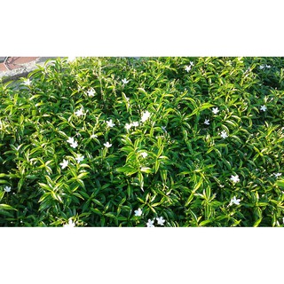 ANAK POKOK BUNGA / Pokok Ervatamia Dwarf Jasmine / Pokok bunga jaleti ...