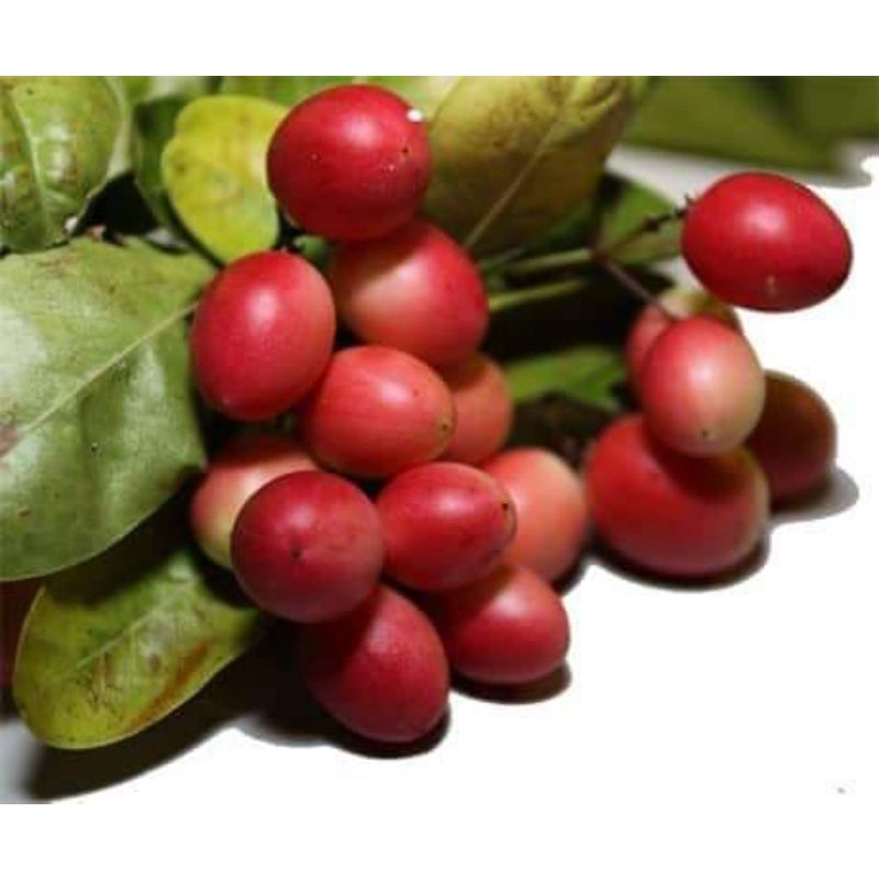 Pokok Asam Renda (buah boleh dimakan) | Shopee Malaysia