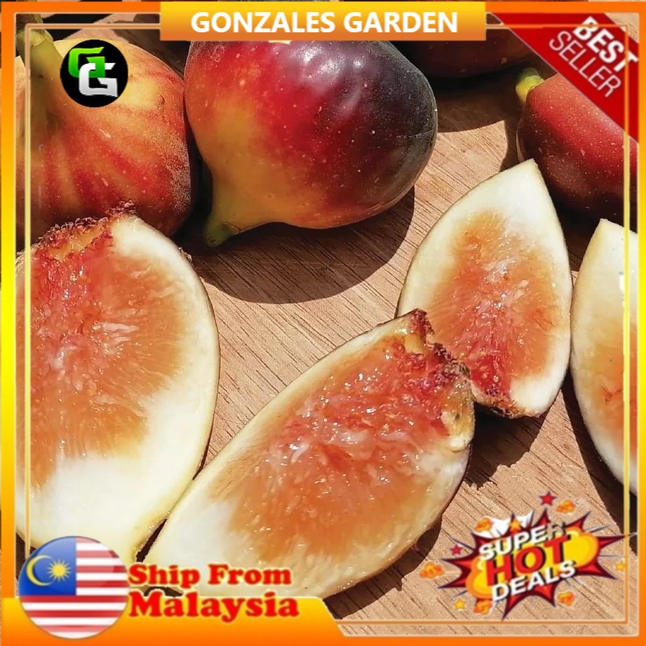 Anak Pokok Tin BTM6 Fig Import Dari Thailand | Shopee Malaysia