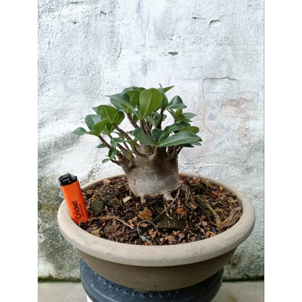 Adenium Kalamae (Centipede root-Akar Sotong) | Shopee Malaysia