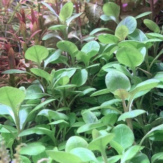 (DOA) Lobelia Cardinalis ‘Mini’ fully submerged ( 3 stems) | Shopee ...