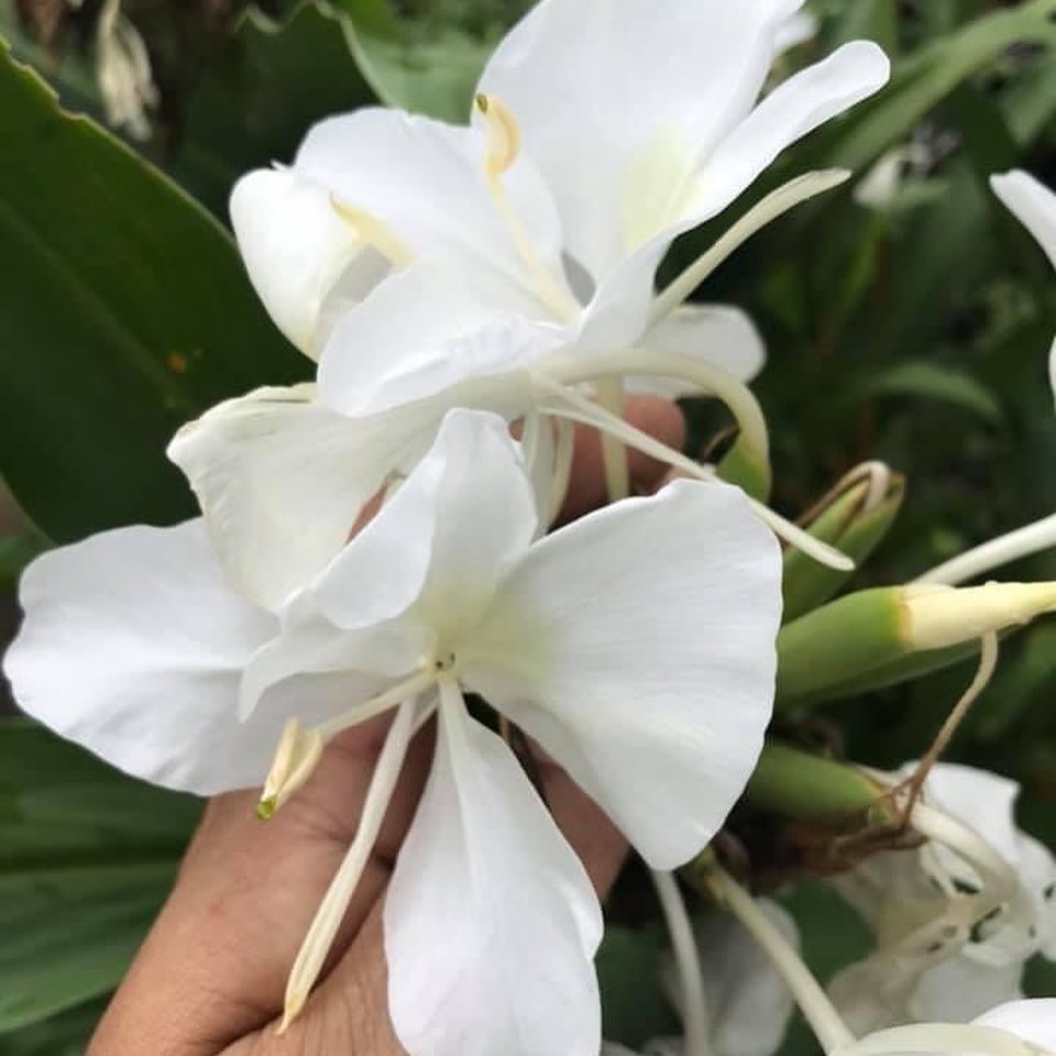 Varieti Gandasuli Putih / White Fragrant Butterfly Ginger Varieties ...