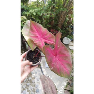Caladium Mirzani Keladi Merah | Shopee Malaysia