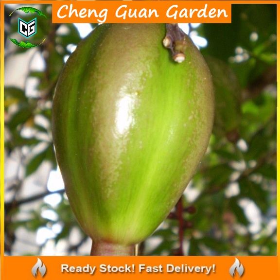 Anak Pokok Putat Pokok Ulam Rare Pokok Stabil | Shopee Malaysia