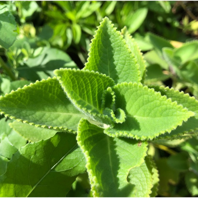 Cutting Pokok Ulam, Bangun-Bangun/ Ubat Batuk (Daun Biasa) | Shopee ...