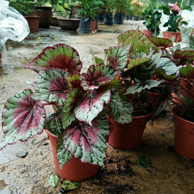 AZ Pokok Begonia Bercorak | Shopee Malaysia