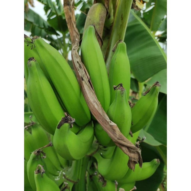 POKOK PISANG NANGKA SULUR | Shopee Malaysia