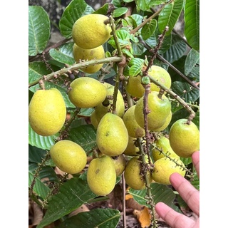 ANAK POKOK MATOA/MATA KUCING BRAZIL | Shopee Malaysia