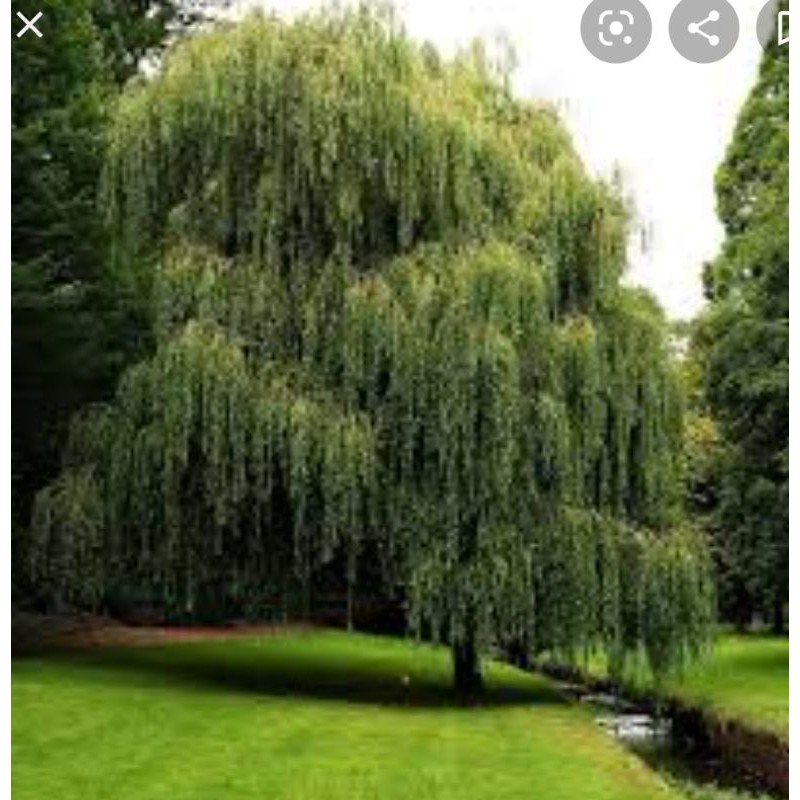 pokok janda merana / weeping willow plant | Shopee Malaysia