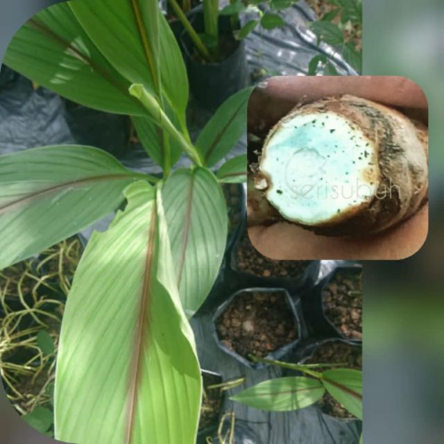 TEMU HITAM | TEMU IRENG | CURCUMA AERUGINOSA | Shopee Malaysia