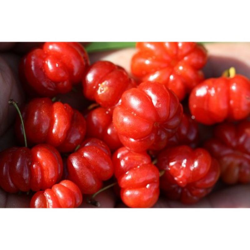 Anak pokok ceri surinam( Surinam Cherry)/ Cermai Belanda/ Cermai Merah ...