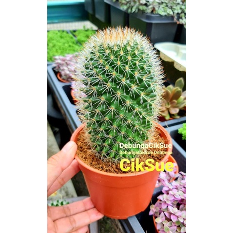 Cactus (Saiz Pot 10cm) | Shopee Malaysia