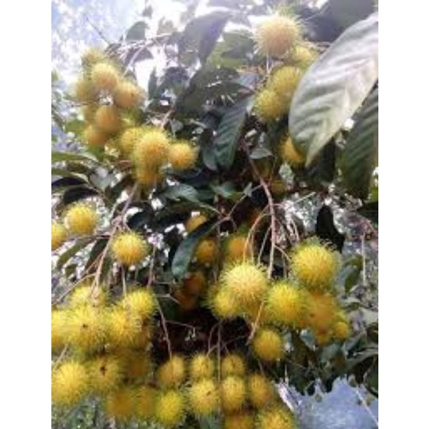 Rambutan Kuning/Pokok Kawin | Shopee Malaysia