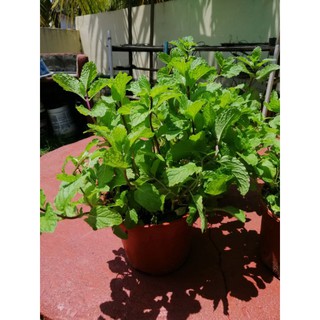 HERB POKOK PUDINA TREE BESAR BERPASU | Shopee Malaysia