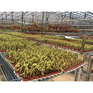 Pasu plastik pasu kecil flower pot pasu bungalow Succulent pot plastic ...