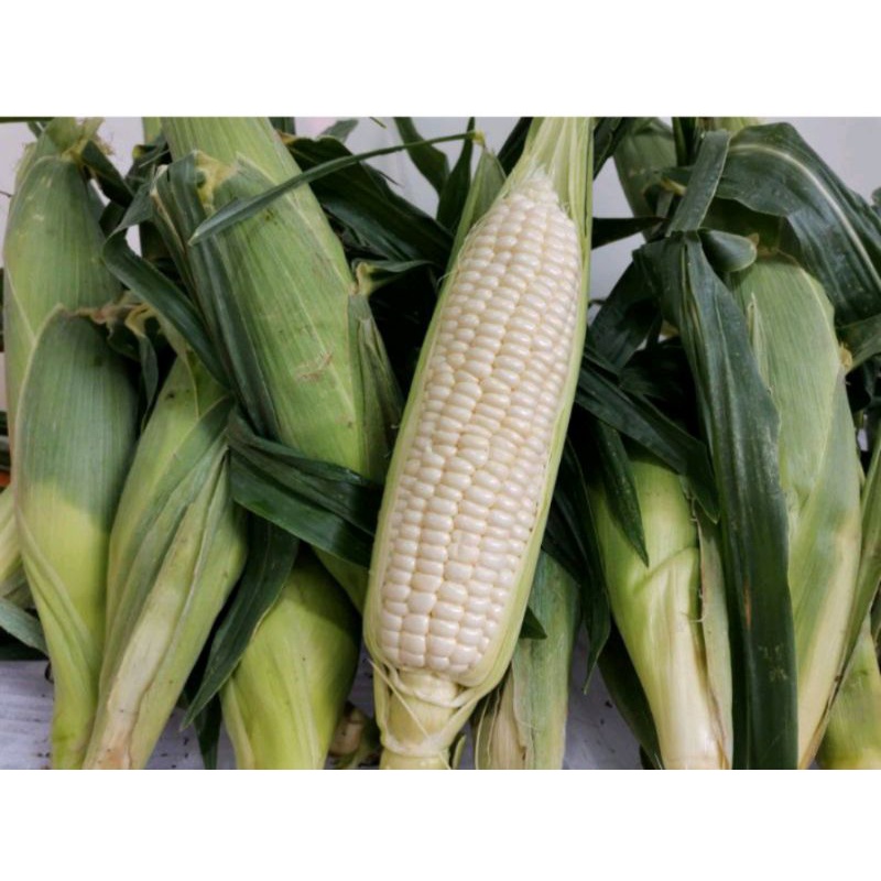 Jagung Susu Original Cameron Highlands (Ready Stock) | Shopee Malaysia