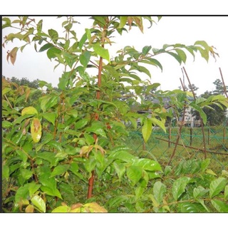 ANAK POKOK SERAI KAYU POHON SALAM | Shopee Malaysia