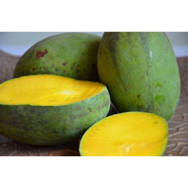 Pokok buah kuini @ kuinin, mangifera odorata, fragrant mango (kahwin ...