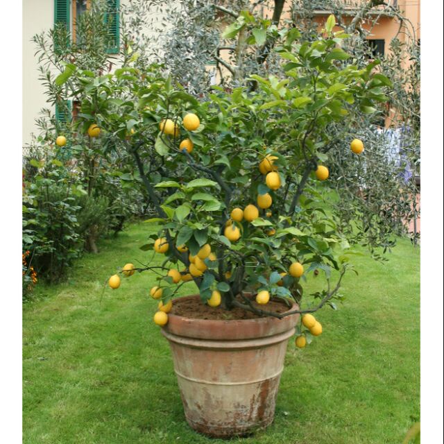 Pokok Lemon Australia Hybrid | Shopee Malaysia