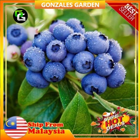 Anak Pokok Blueberry Misty Low Land Pokok Rare | Shopee Malaysia