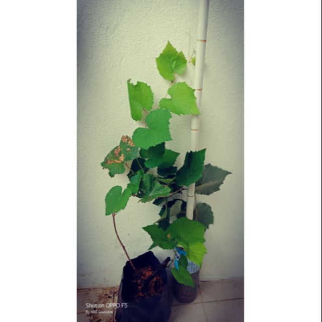 Ank Pokok Anggur Isabella | Shopee Malaysia
