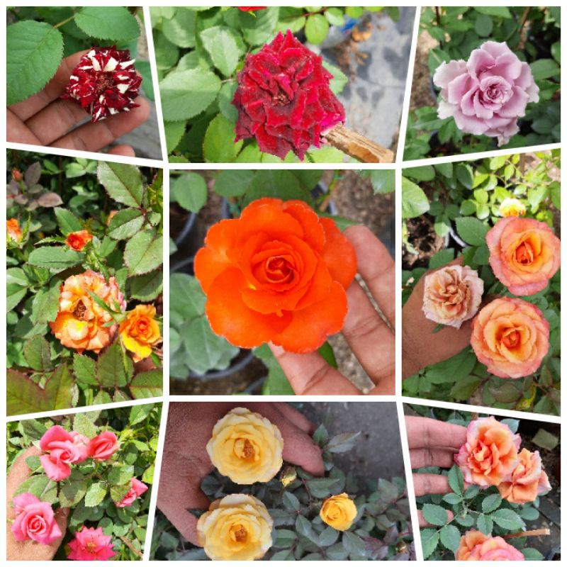 bunga rose mawar. pokok matang dalam beg 8 inch. warna random (ikut ada ...