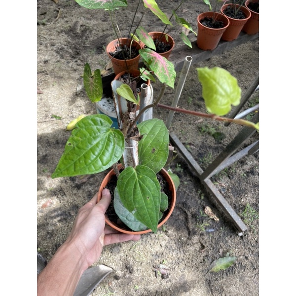 Anak pokok sireh kampung | Shopee Malaysia