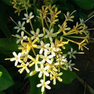 [Ready Stock] Anak Pokok Bunga MADAGASCAR IXORA, Tanaman Hiasan Laman ...