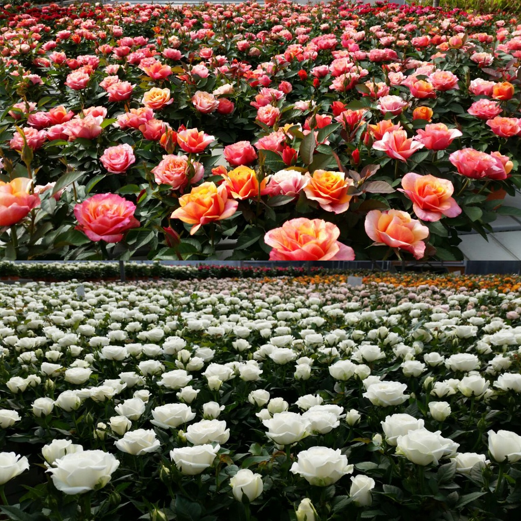 【UnclePot】Cameron Rose Pot Forever 玫瑰 (Live plants)(Denmark Branded ...