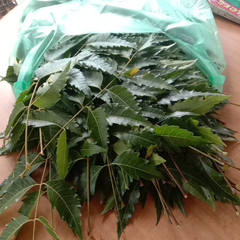 Semambu Daun Neem Leaf Only 100g | Shopee Malaysia