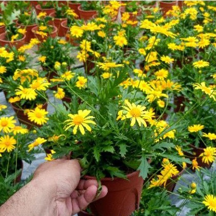 Anak Pokok Bunga Euryops Pectinatus Kuning Live Plants Flower Pokok ...