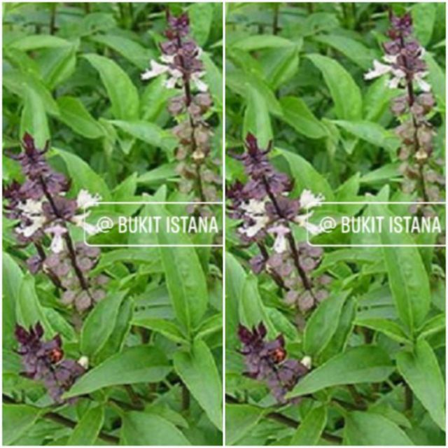 Combo - 2 Pasu Kecil Anak Pokok Thai Basil - Herba Tempatan (Organik ...