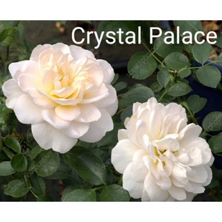 pokok bunga ros hidup ber ID baka hybrid, Tahan Panas, english rose, ros kampung, live plant ...