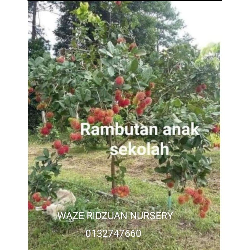 Rambutan Anak Sekolah/Pokok Kawin | Shopee Malaysia