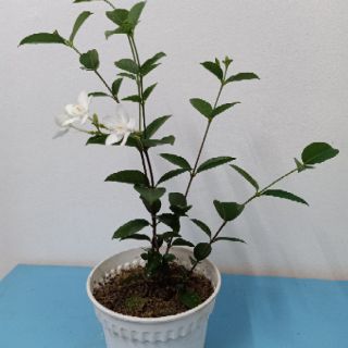 Thai Jasmine, Pokok Bunga Jasmin Siam, White Flower, Arctic Snow ...